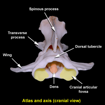 C-axis